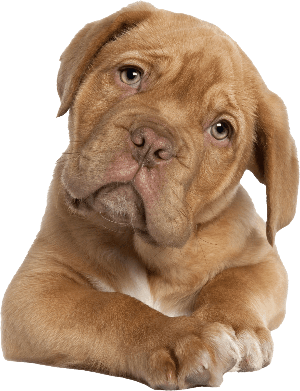 Veterinarian Phillipsburg, NJ | Warren Animal Hospital